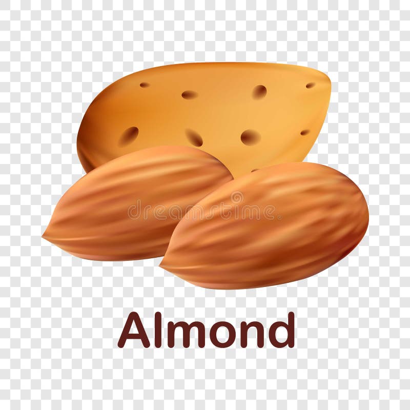 Almond Icon, Realistic Style Stock Illustration - Illustration of ...