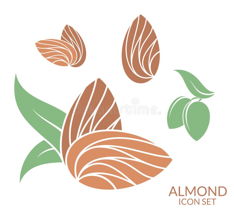 Almond. Icon set stock vector. Illustration of healthy - 59262466