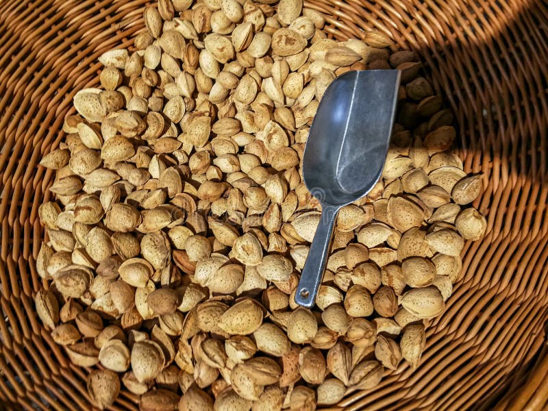 Almond Kernels - Prunus Dulcis - Stone Fruit Stock Photo - Image of ...