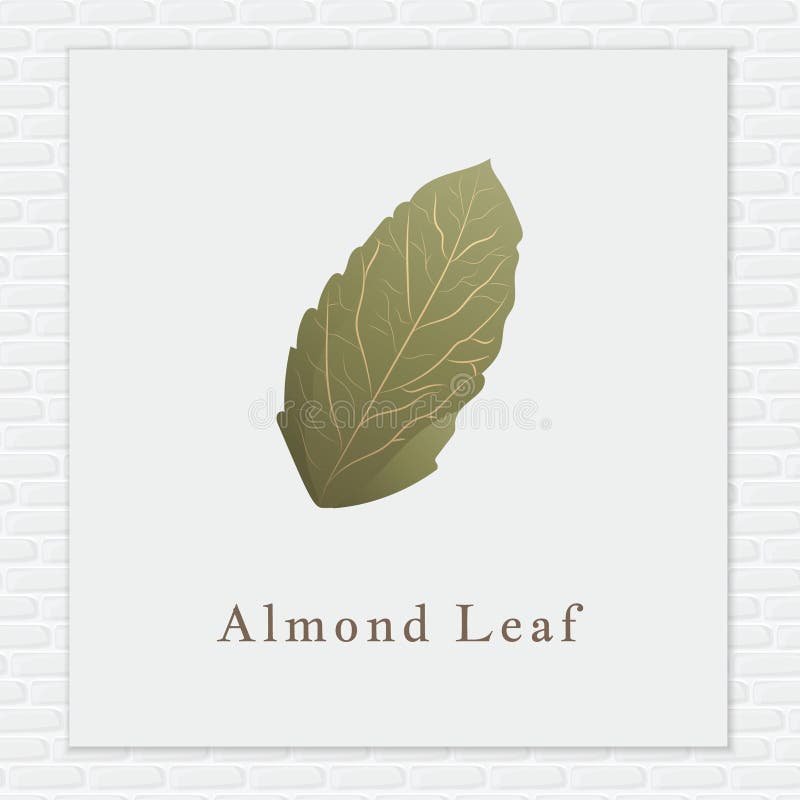 Almond Leaf. Vector Illustration Decorative Design Stock Vector ...