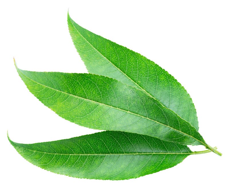 Almond Leaves Isolated on White Background. File Contains Clipping Path ...