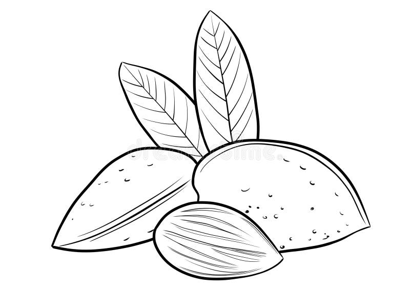 Almond, Linear Monochrome Drawing Isolated Stock Photo - Illustration ...