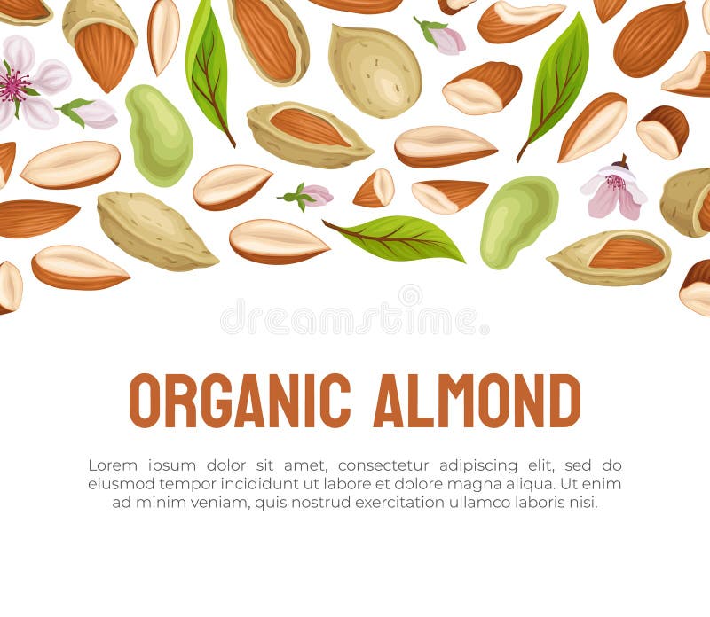 Almond Nut Banner Design with Kernel in Shell Vector Template Stock ...
