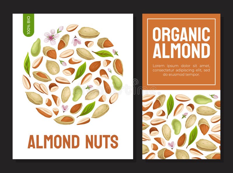 Almond Nut Banner Design with Shell and Kernel Vector Template Stock ...