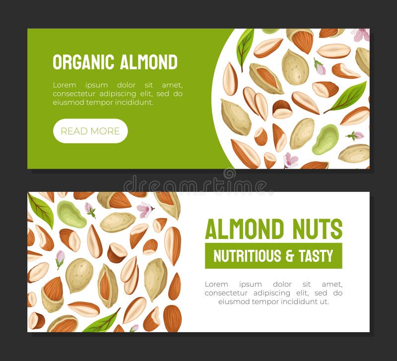 Almond Nut Banner Design with Kernel in Shell Vector Template Stock ...