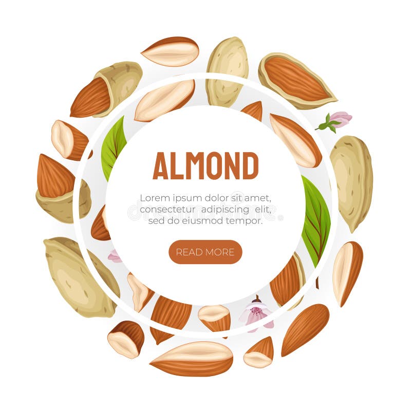 Almond Nut Banner Design with Shell and Kernel Vector Template Stock ...