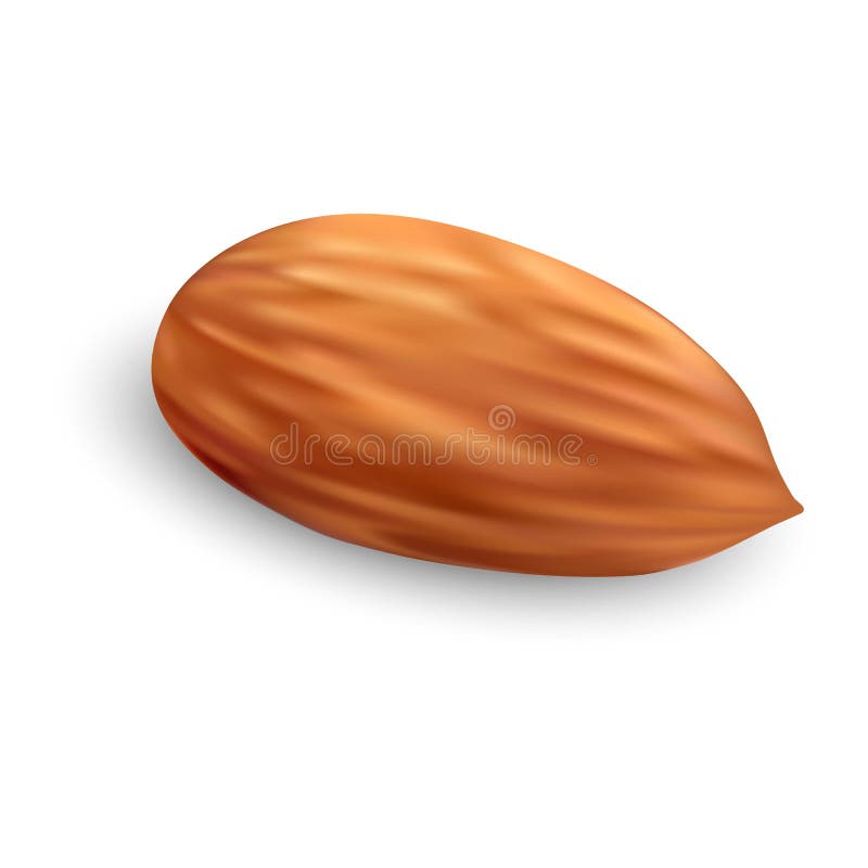 Almond Nut Icon, Realistic Style Stock Vector - Illustration of booklet ...