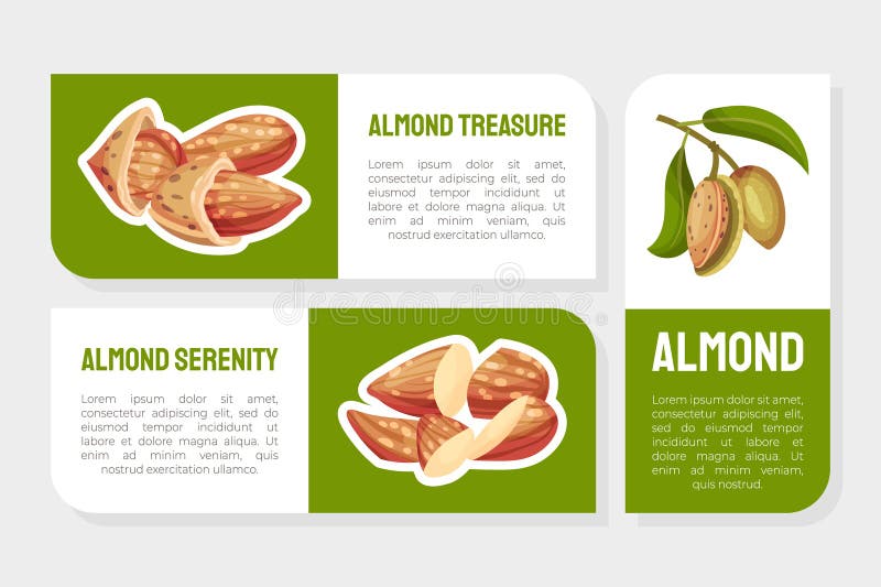 Almond Nut Label Design with Shell and Kernel Vector Template Stock ...