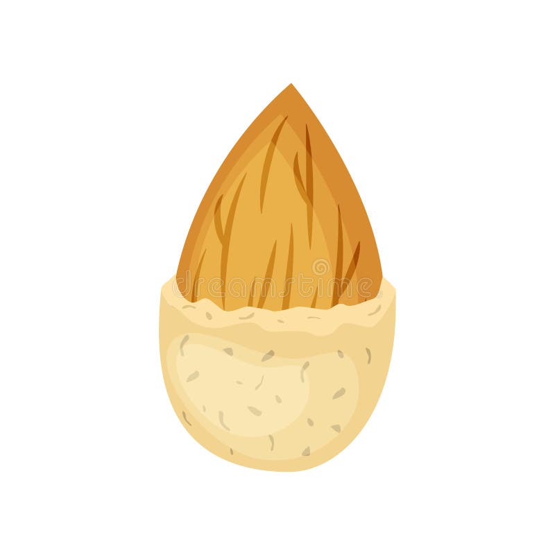 Almond Nutshell in Hand Drawn Sketch Style, Vector Illustration ...
