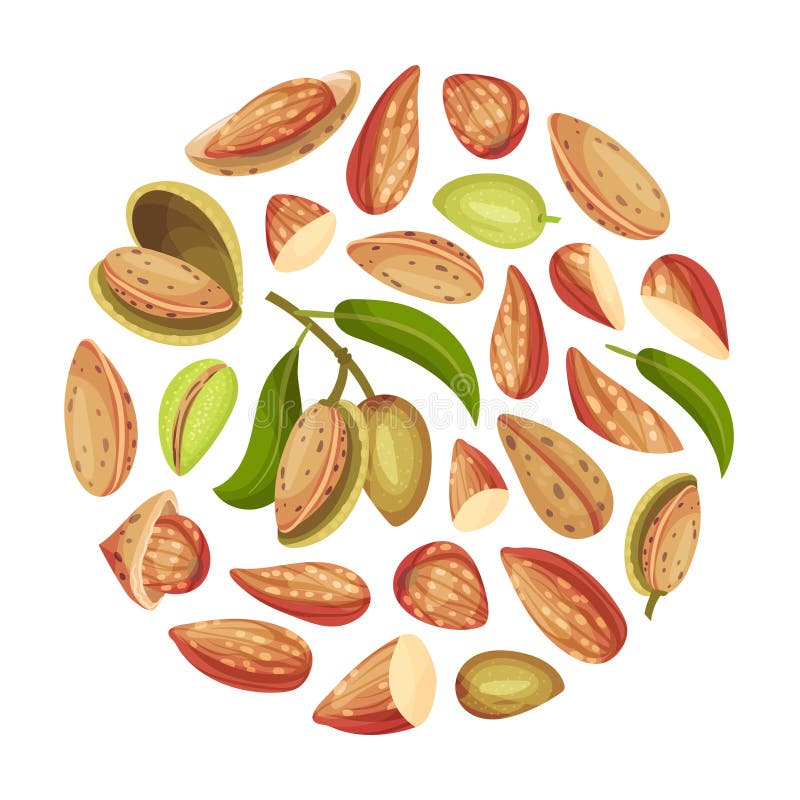 Almond Nut Round Shape Design with Shell and Kernel Vector Template ...