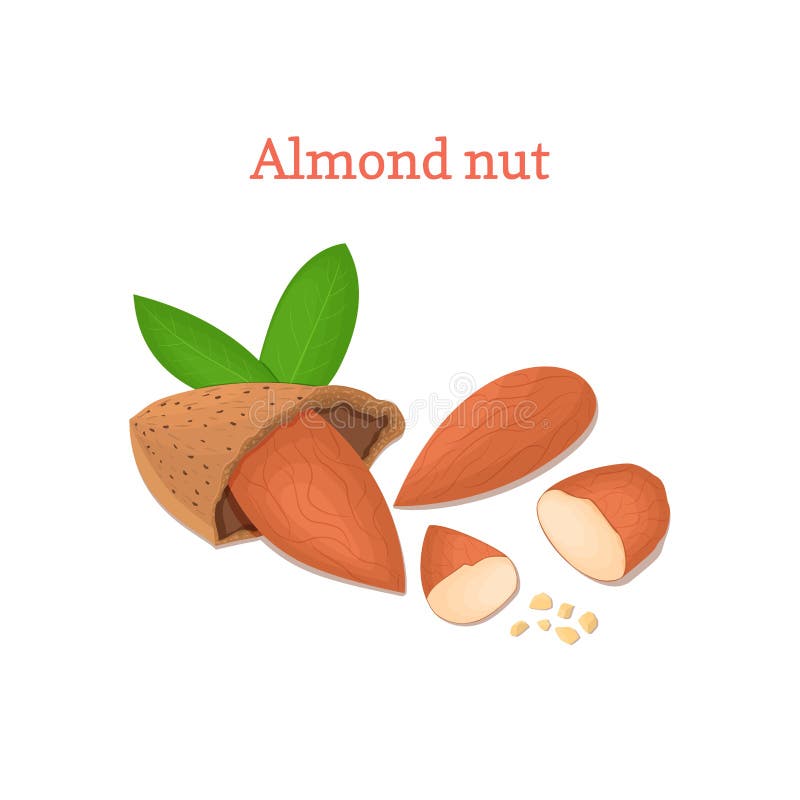 Almond Nut Vector Illustration of a Handful Peeled Nuts and in Shell on ...