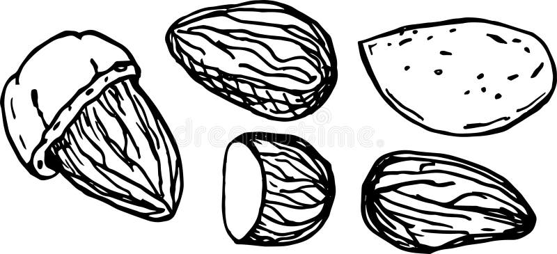 Almond Nuts. Line Art Style Stock Illustration - Illustration of vegan ...