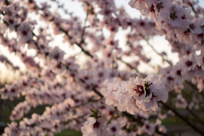 Almond orchard bloom stock image. Image of fresh, blossoming - 260122823