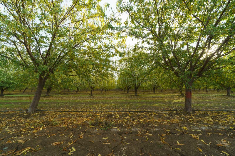 Almond orchard rows stock photo. Image of plant, branch - 260119444