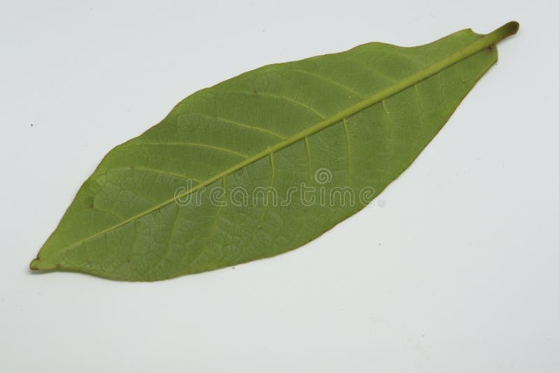 Almond Plants Leaf Back Side View. Stock Photo - Image of countryside ...