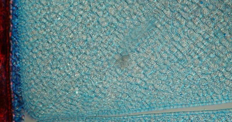 Almond pulp stock footage. Video of thin, macro, transmitted - 205436704