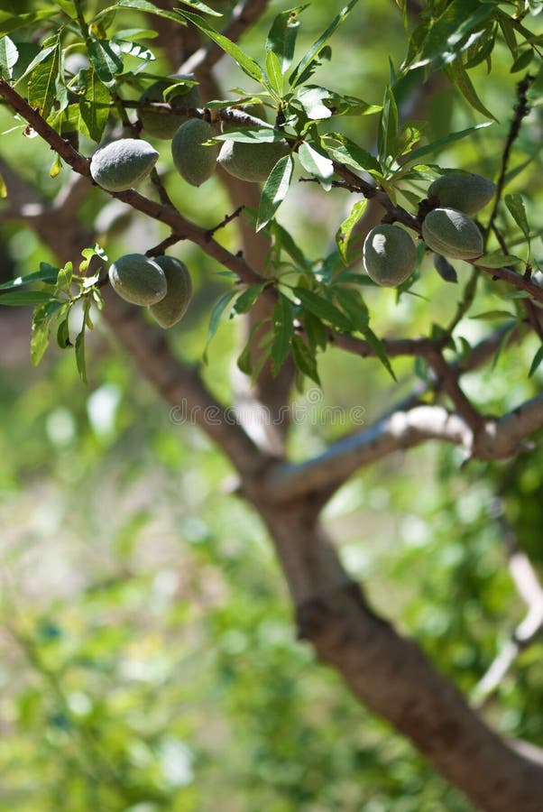 Almond stock photo. Image of macro, summer, food, nature - 44307444