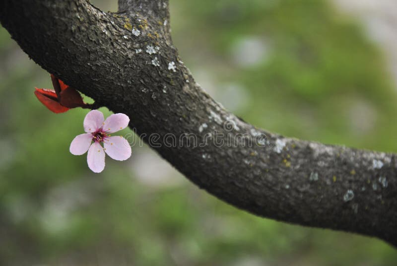 Almond s tree stock image. Image of trunk, seasons, tree - 67193363