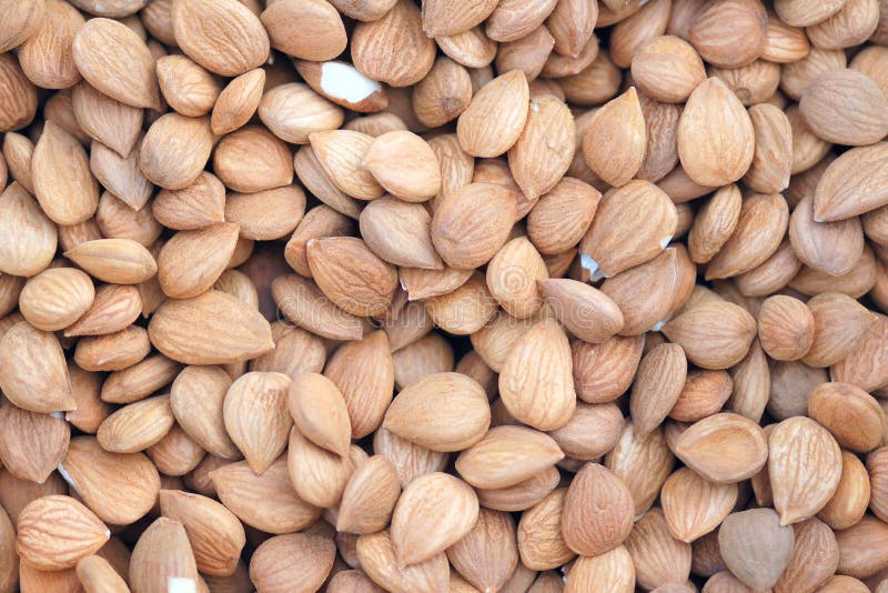 Almond seed stock image. Image of broken, fruit, bitter - 6509011
