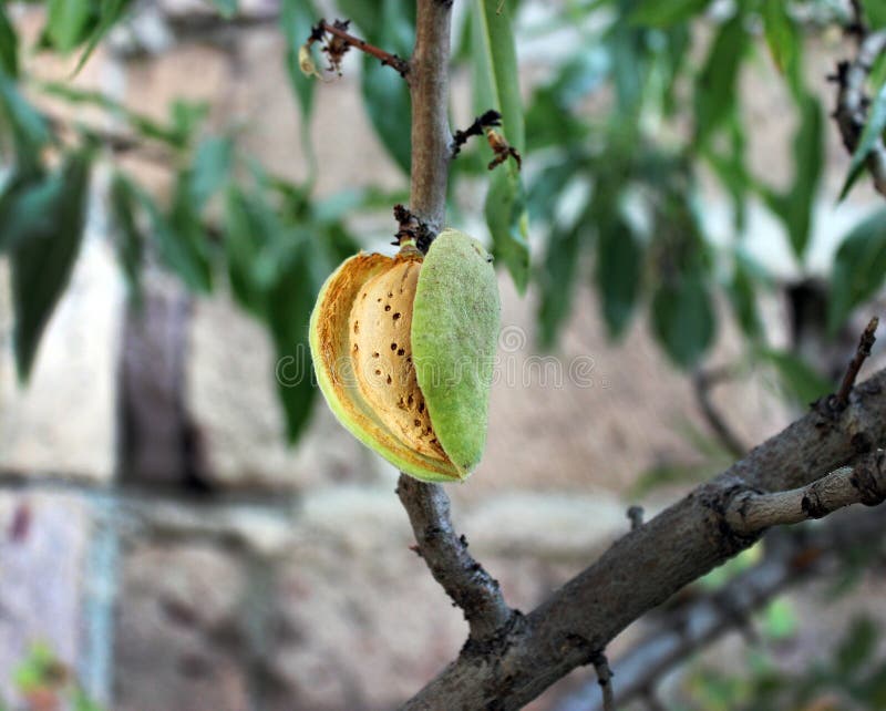 Almond seed stock image. Image of nature, seed, almond - 62025553