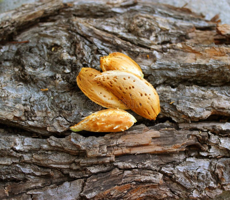 Almond seed stock photo. Image of healthy, tree, wood - 62025748