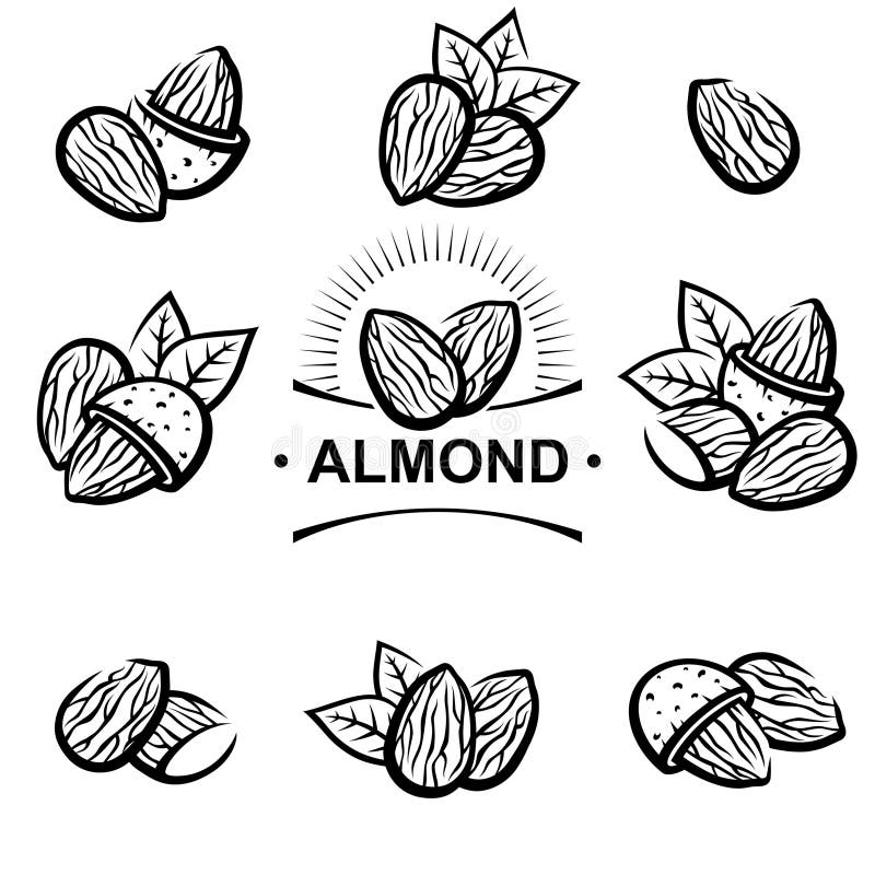 Almond Set. Collection Icon Almond Stock Vector - Illustration of ...