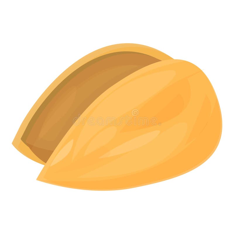 Almond Shell Lying Open on White Background Stock Vector - Illustration ...