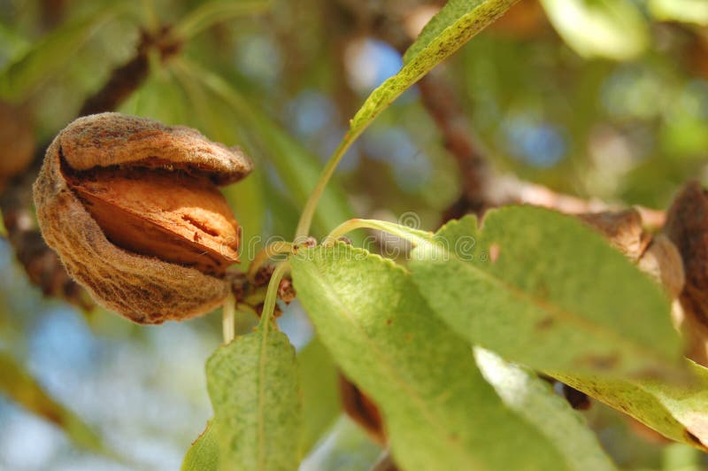 Almond Inside His Shell Ready Stock Photos - Free & Royalty-Free Stock ...