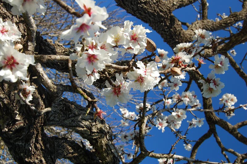 Almond tree stock image. Image of flower, fields, fruits - 12566273
