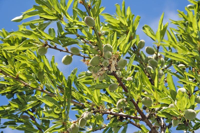 Almond Tree with Ripe Fruits Stock Photo - Image of grow, cultivate ...