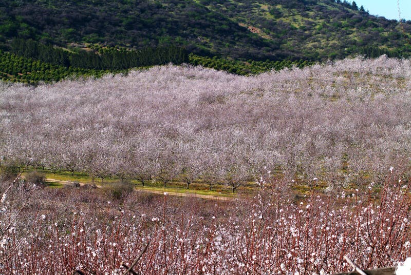 Almond tree stock image. Image of farm, brushwood, bark - 1437737