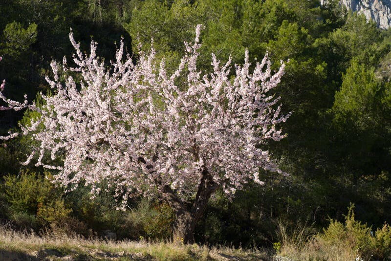 Almond Grove Water Irrigation Stock Photo - Image of ground, farm: 17594966