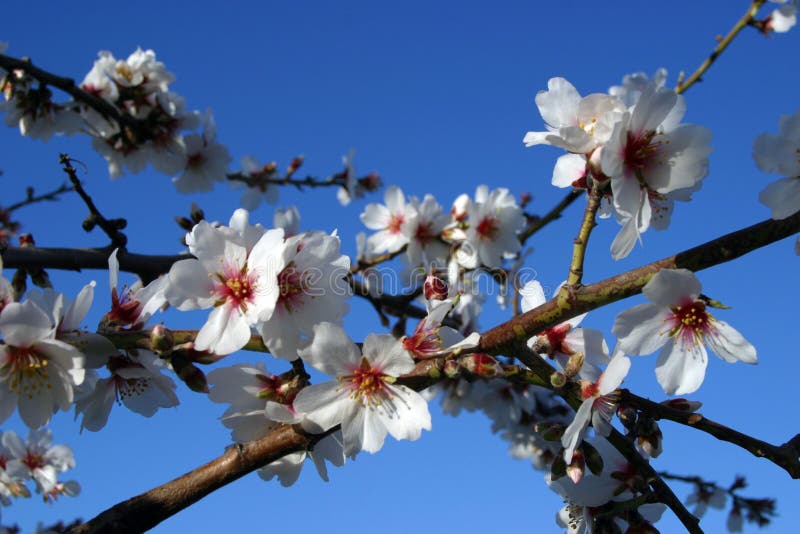 Almond tree stock photo. Image of landscape, majorca, almond - 6273422