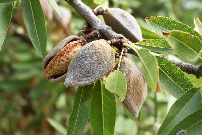 Almond on tree. stock image. Image of flora, fall, nature - 99158069