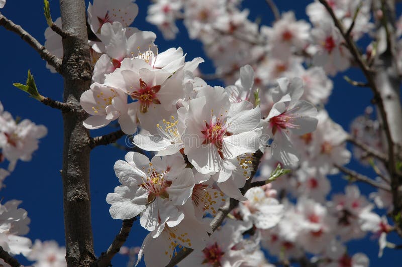 The almond tree stock image. Image of freshness, africa - 212528091