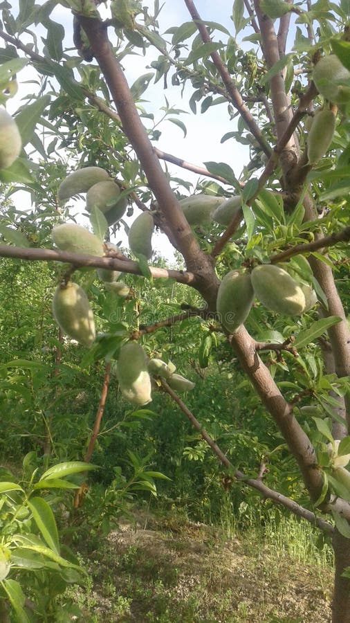 Almond tree stock image. Image of tree, fresh, almonds - 114915417