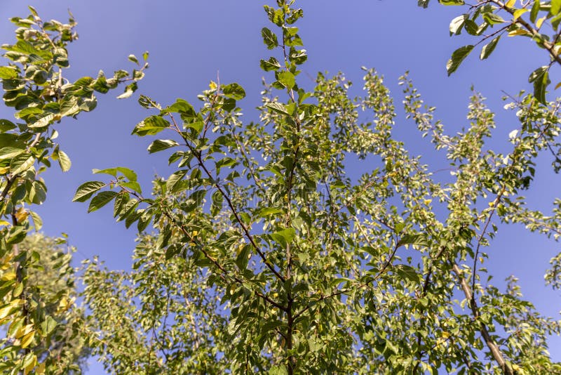 Almond Tree in the Autumn Season with Foliage Changing Color Stock ...