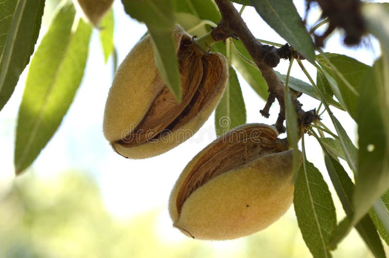 Almond tree. stock photo. Image of green, nutshell, plant - 58525488