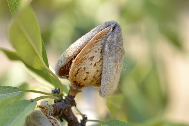 Almond tree. stock photo. Image of macro, summer, nutshell - 58525636