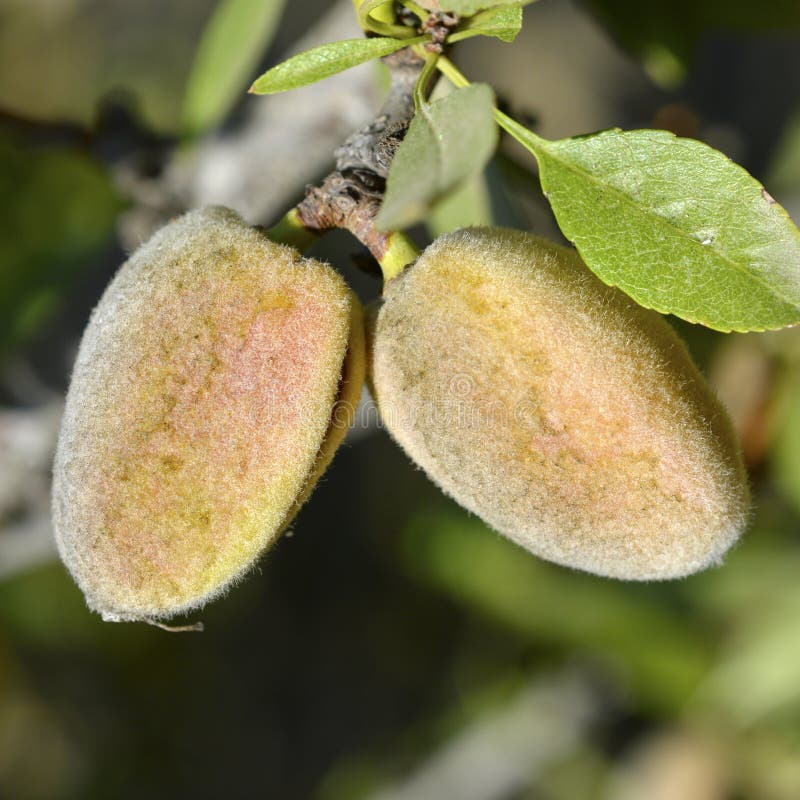 Almond on tree. stock photo. Image of agriculture, plant - 75868428