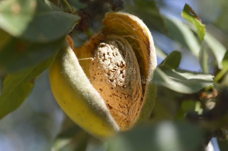 Almond on tree. stock image. Image of almond, fruit, autumn - 75868561