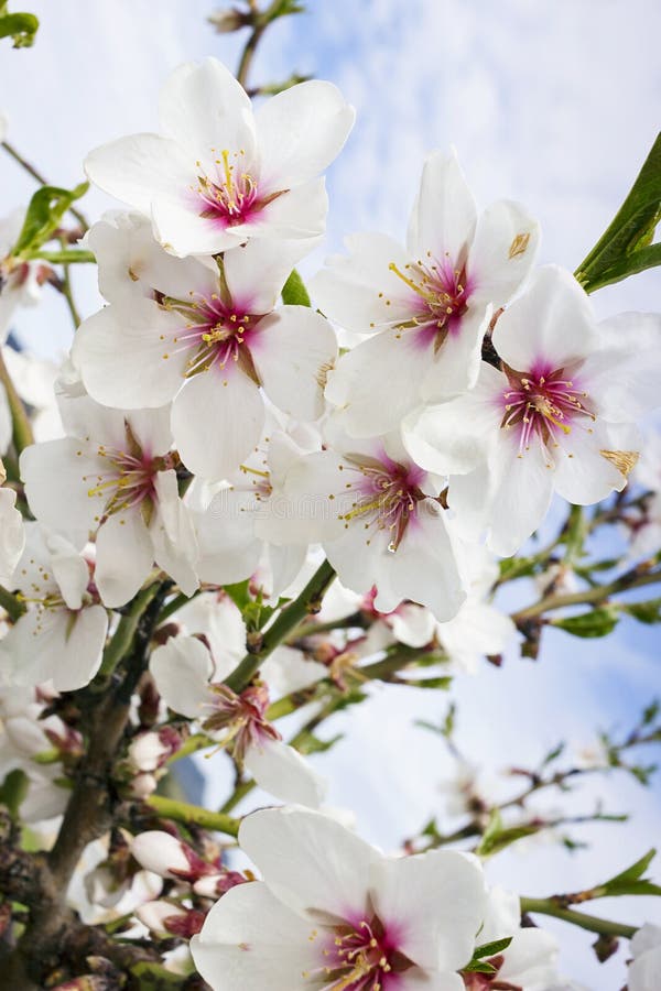 Almond tree in bloom stock photo. Image of flower, nature - 117181414