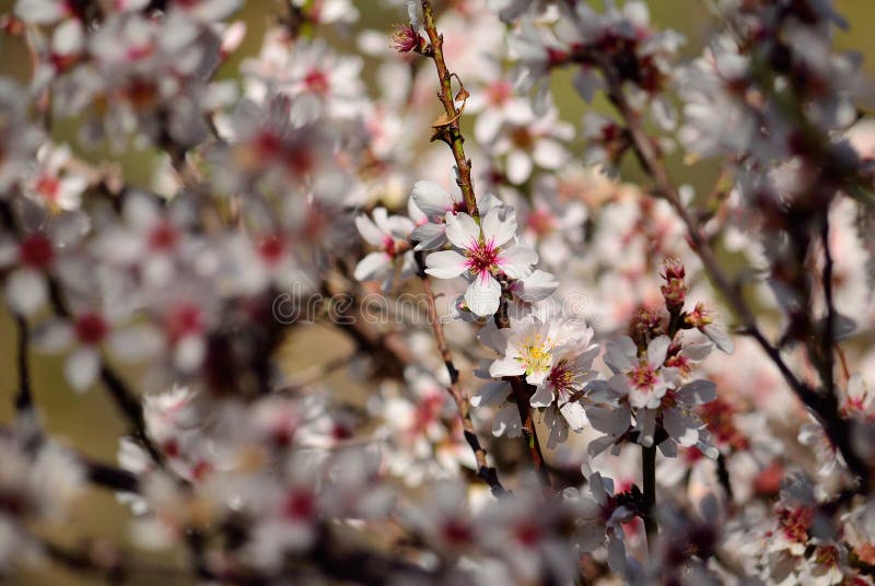 Almond tree in bloom stock photo. Image of wild, biology - 101325302