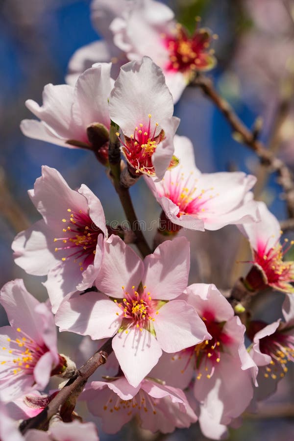 Almond tree bloom stock photo. Image of agriculture - 210971718