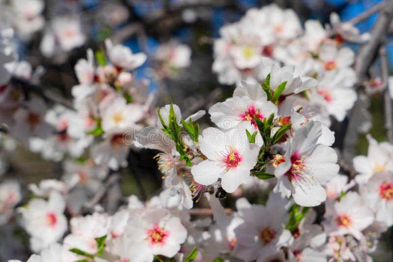 Almond tree bloom stock photo. Image of tree, alomond - 265462034