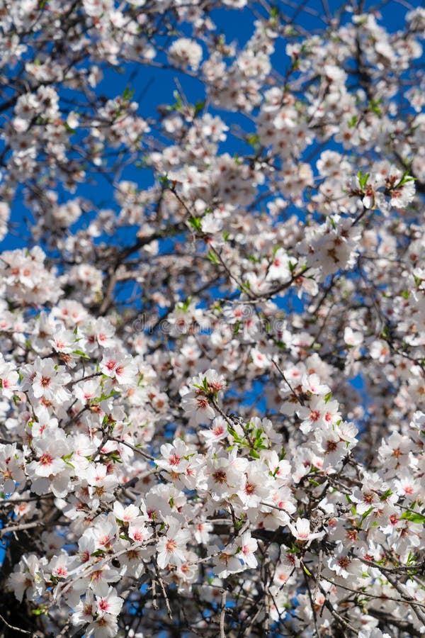 Almond tree bloom stock image. Image of bokeh, pink - 269698753