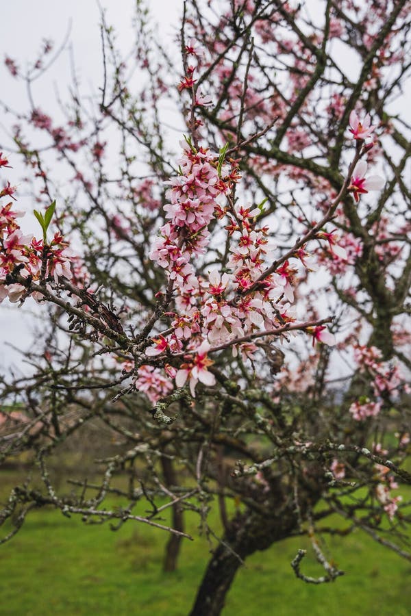An almond tree in bloom stock photo. Image of grass - 211403660