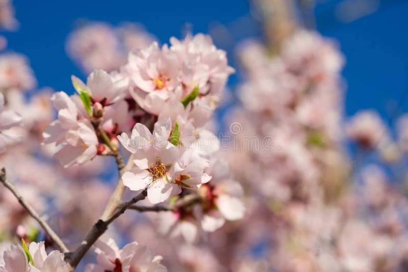 Almond tree bloom stock image. Image of orchard, sakura - 269698797