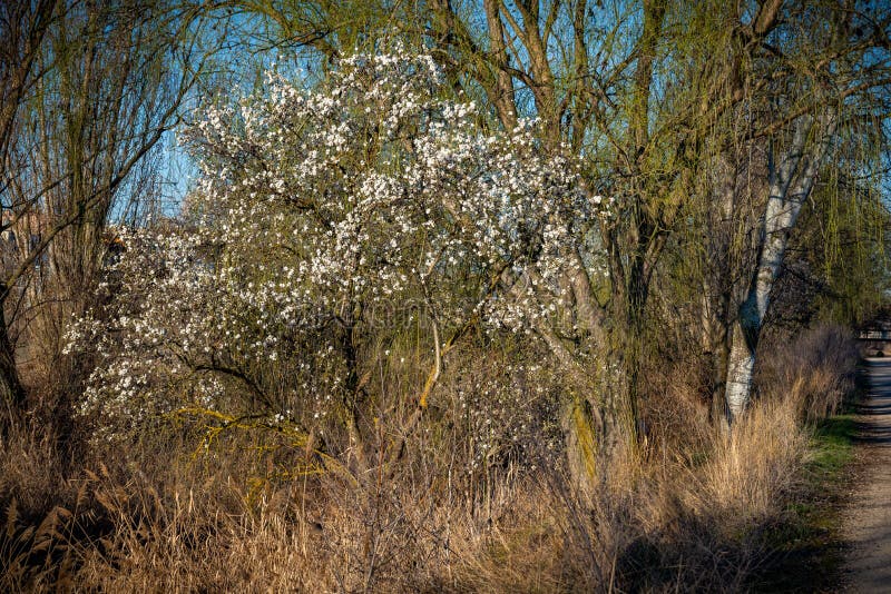 Almond Tree in Bloom in Spring Stock Image - Image of catarrh ...