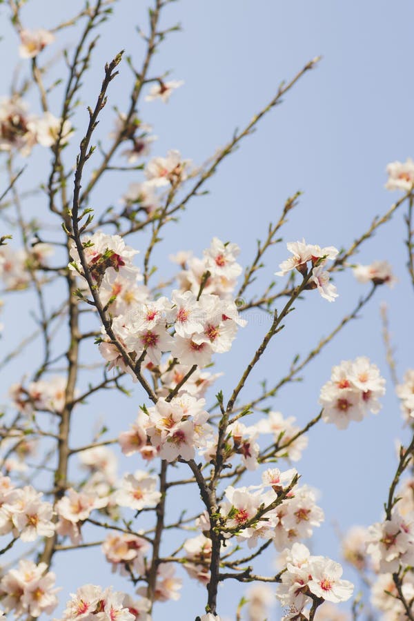 Almond tree blooming stock image. Image of japan, macro - 174544683